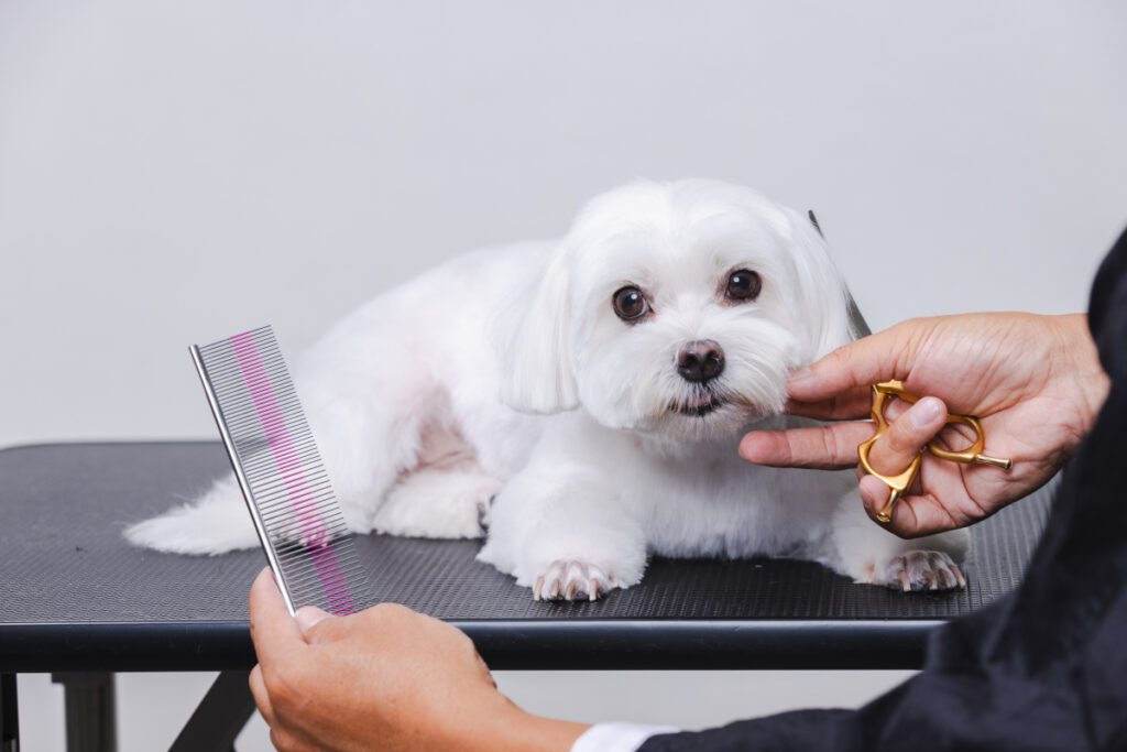 Les astuces pour un toilettage parfait de votre bichon maltais ...