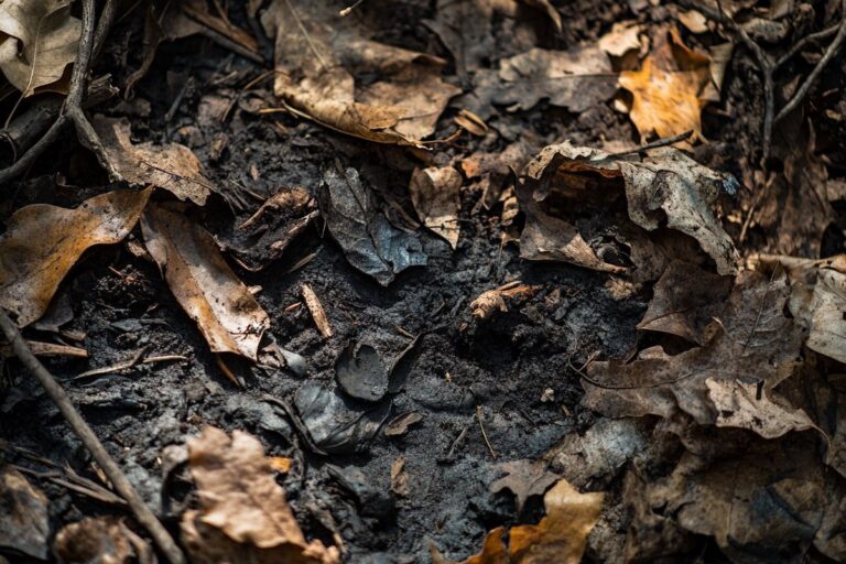 Crottes de chevreuil : guide pour les identifier : Agriculture Et Paysage